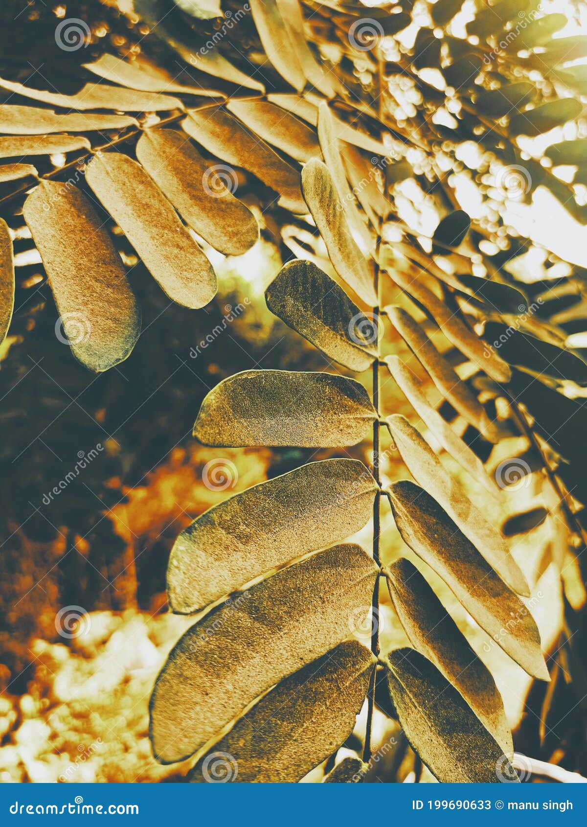 Some Beautiful Calm Leaves of Evening Stock Image - Image of beautiful ...
