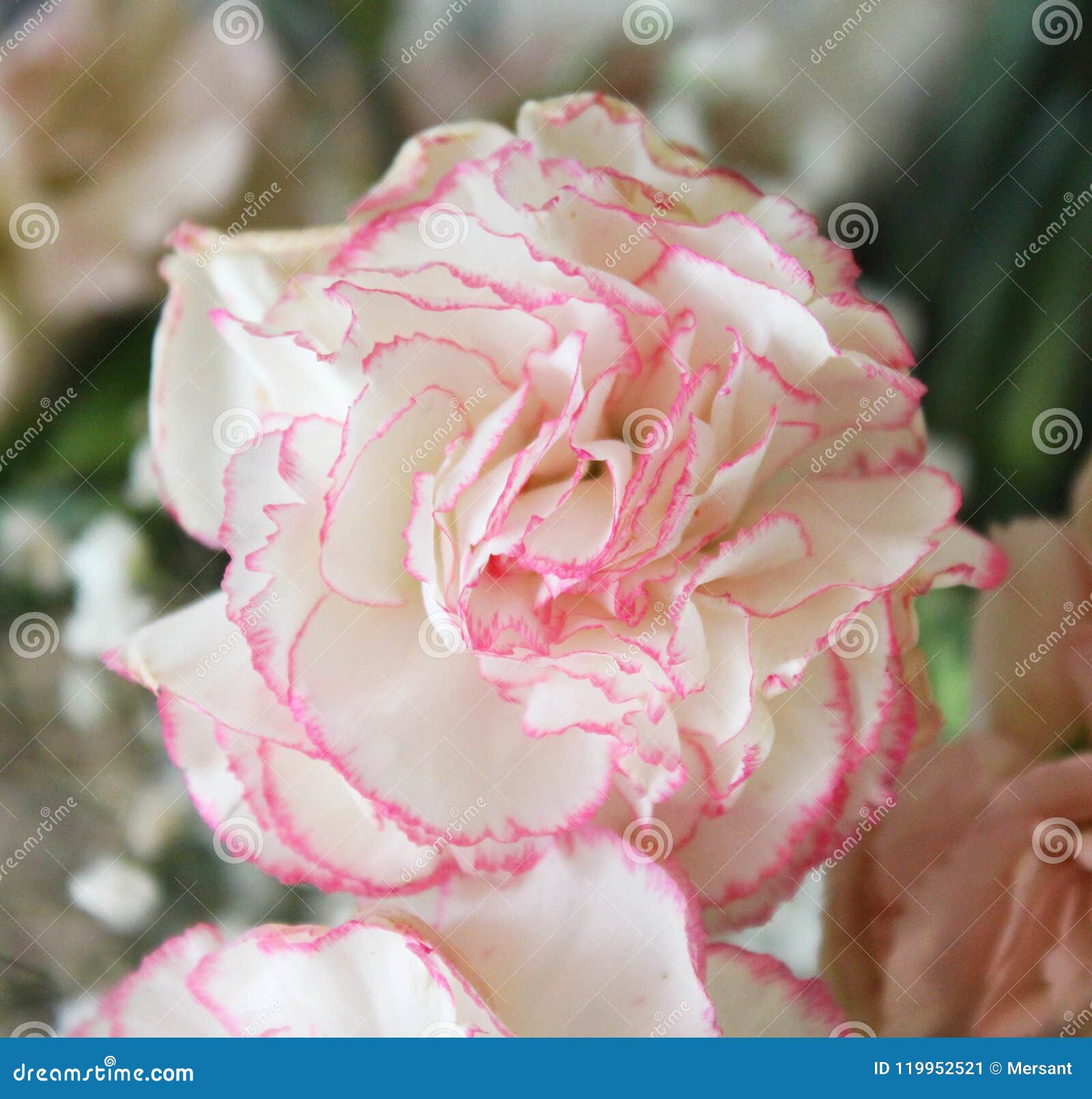 Some beautiful carnations stock image. Image of carnation - 119952521