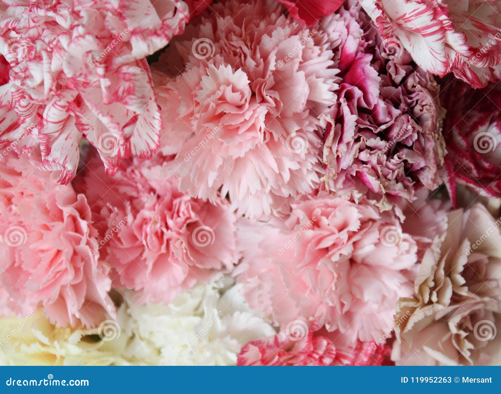 Some beautiful carnations stock image. Image of gift - 119952263