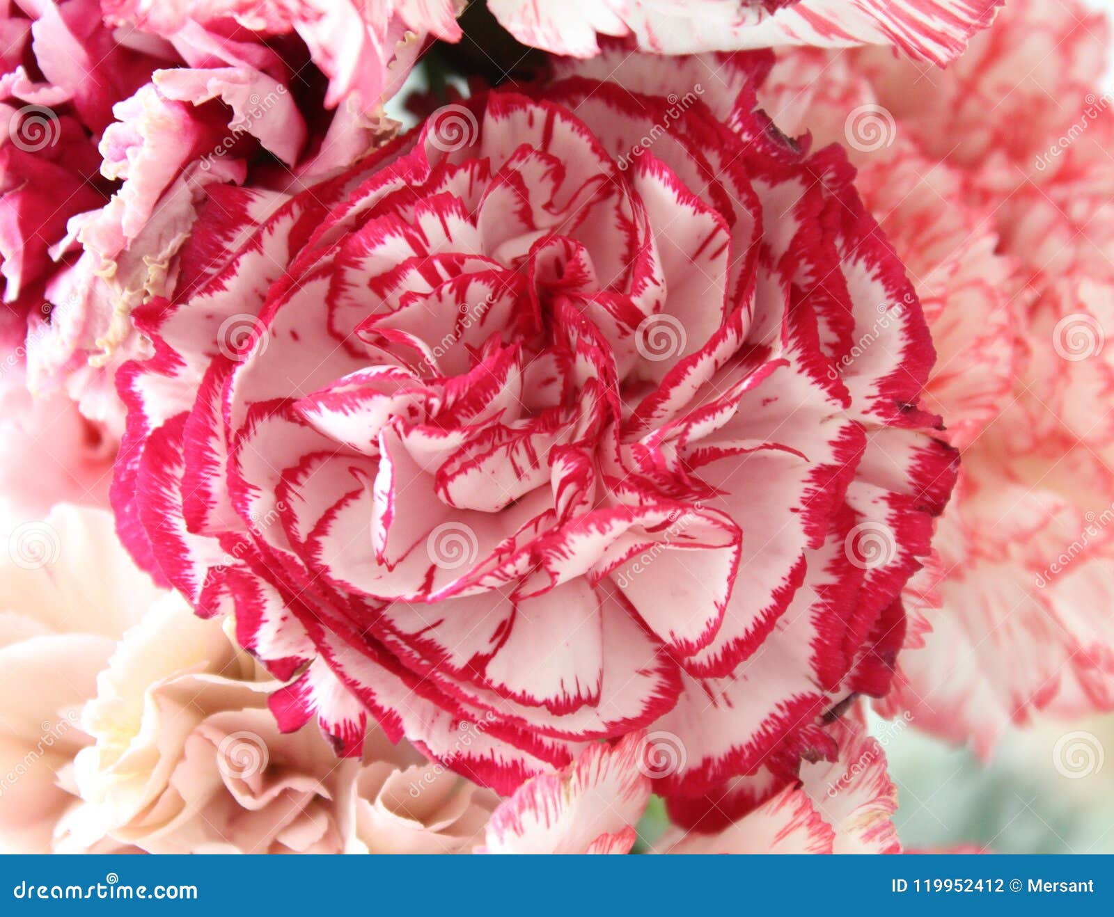 Some beautiful carnations stock photo. Image of garden - 119952412
