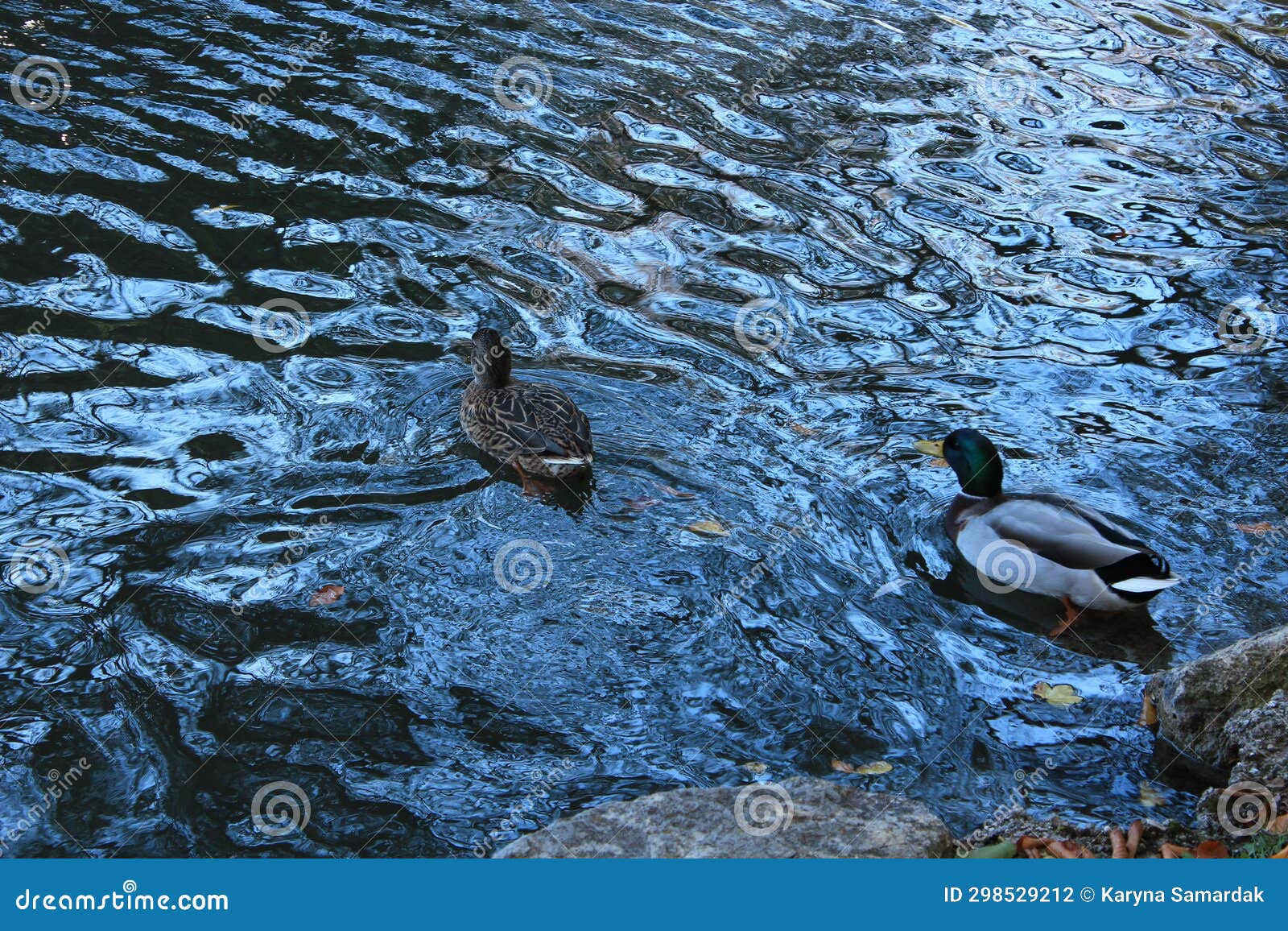 Some Beautiful Ducks Floating on the Water Stock Photo - Image of ...