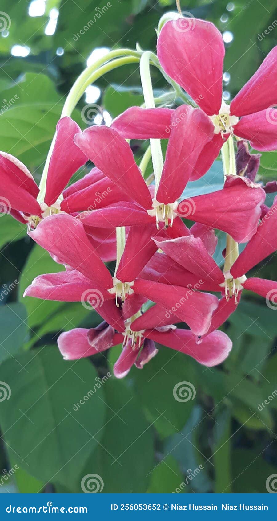 Some Beautiful Images of Flowers Stock Photo - Image of orchid, lily ...