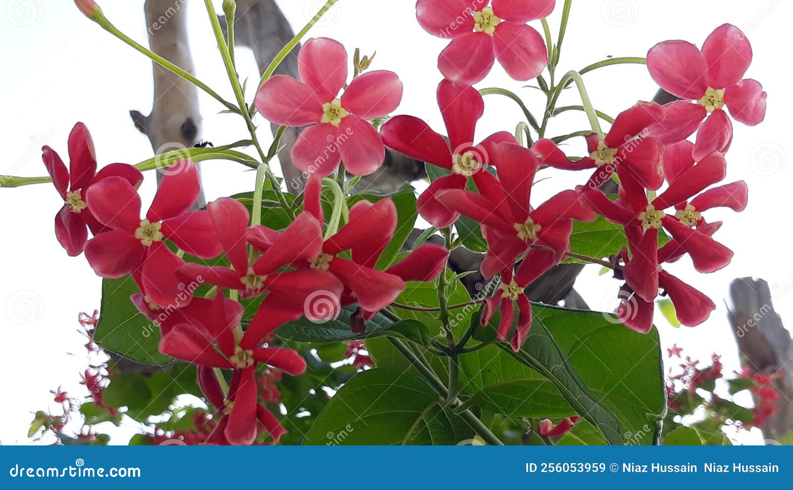 Some Beautiful Images of Flowers Stock Image - Image of rose, flower ...