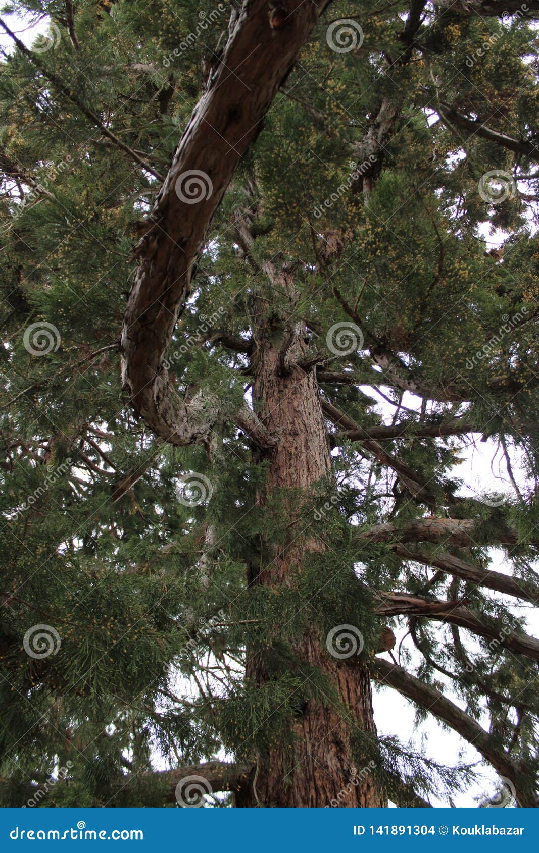 Some beautiful pine-trees stock photo. Image of beautiful - 141891304