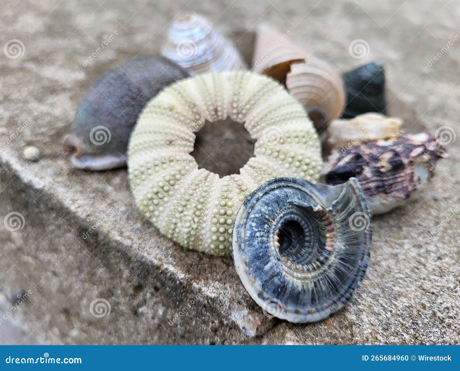 Beautiful Shells on the Beach Stock Photo - Image of texture, holiday ...