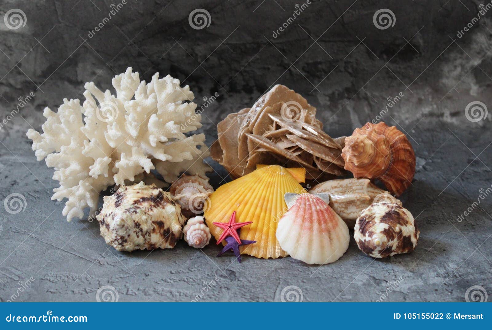 Some Beautiful Shells and Coral Stock Photo - Image of background, life ...