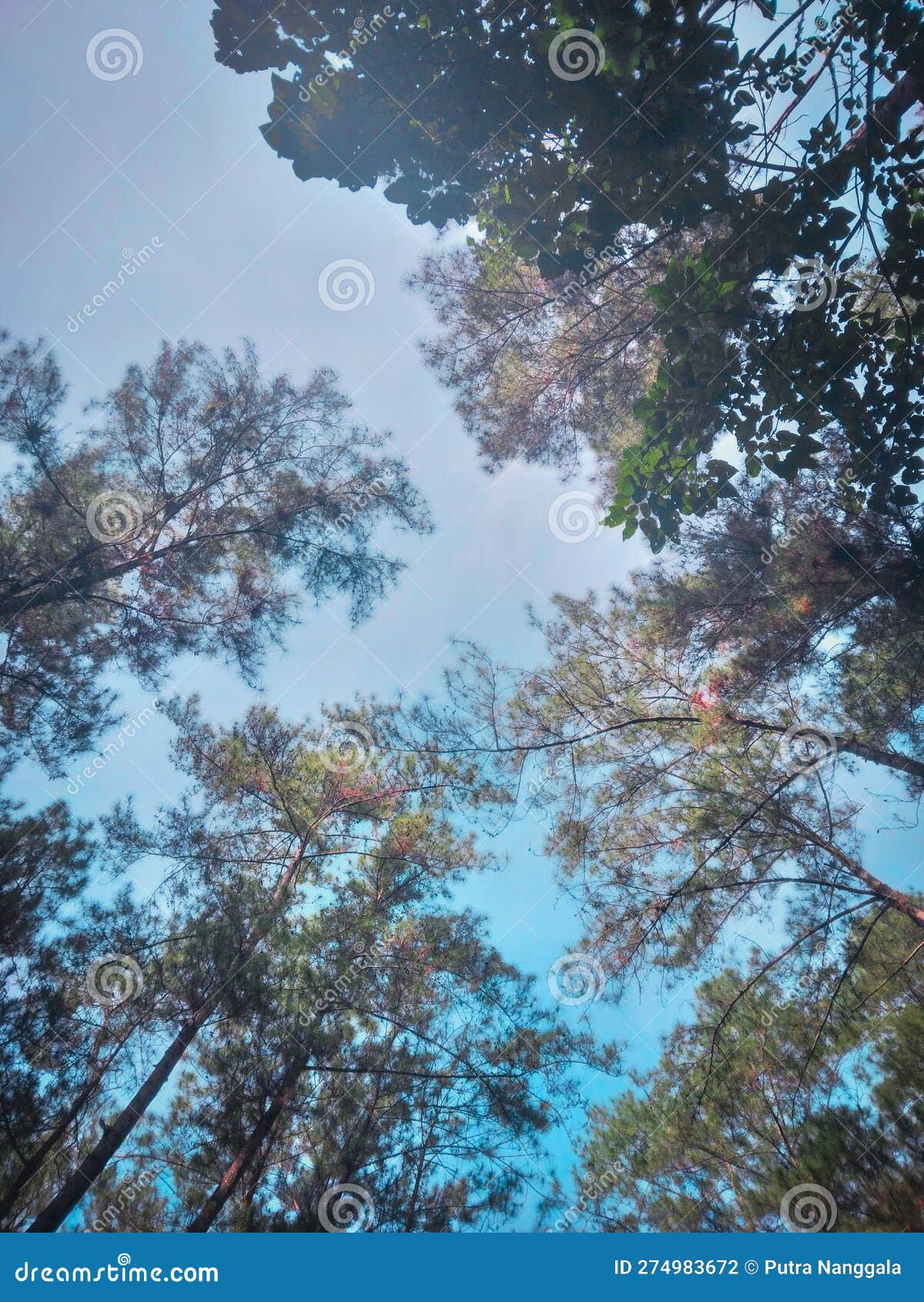 Some Beautiful Trees with a Soothing Blue Sky Stock Photo - Image of ...