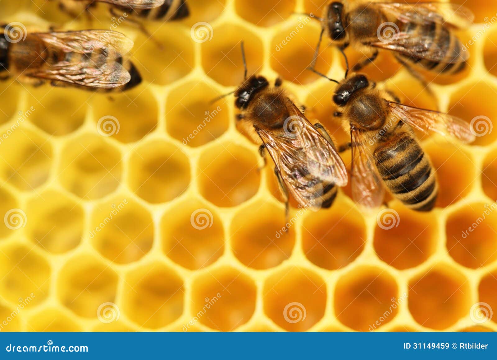 Some bees stock image. Image of lifestyle, cell, healthy - 31149459
