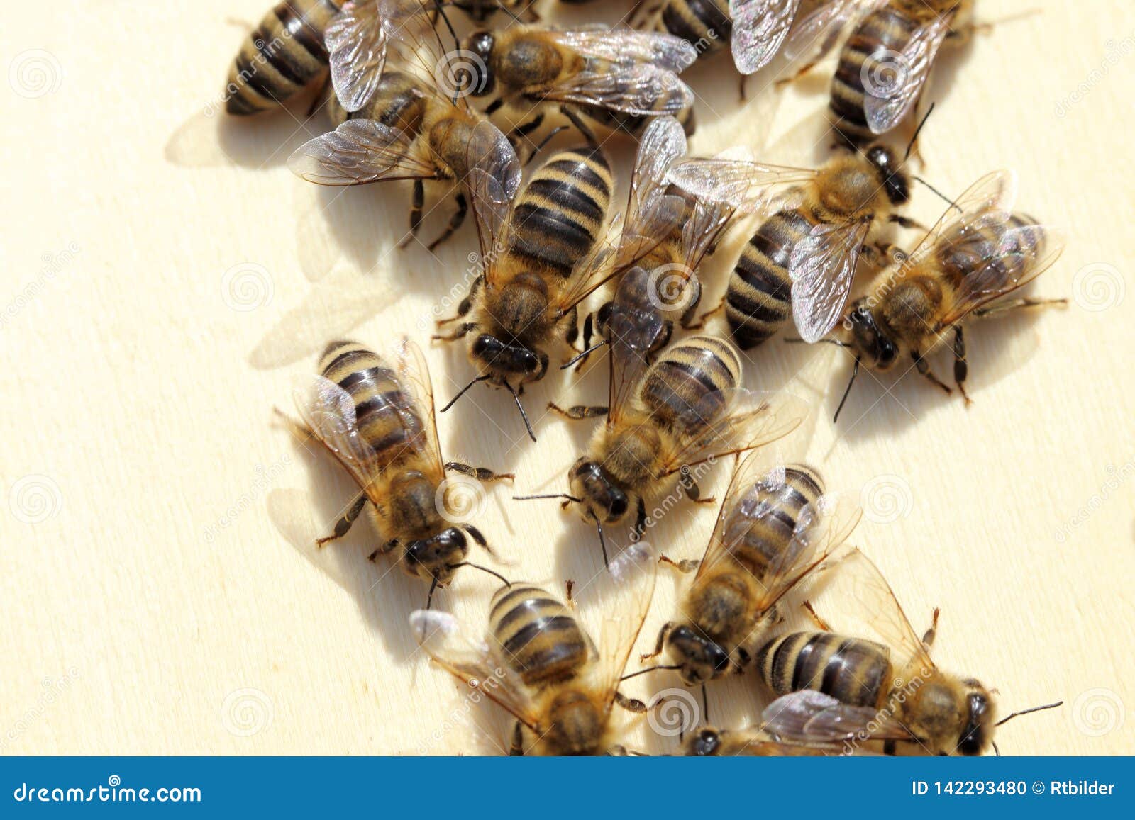 Some bees are team-working stock photo. Image of apiarist - 142293480