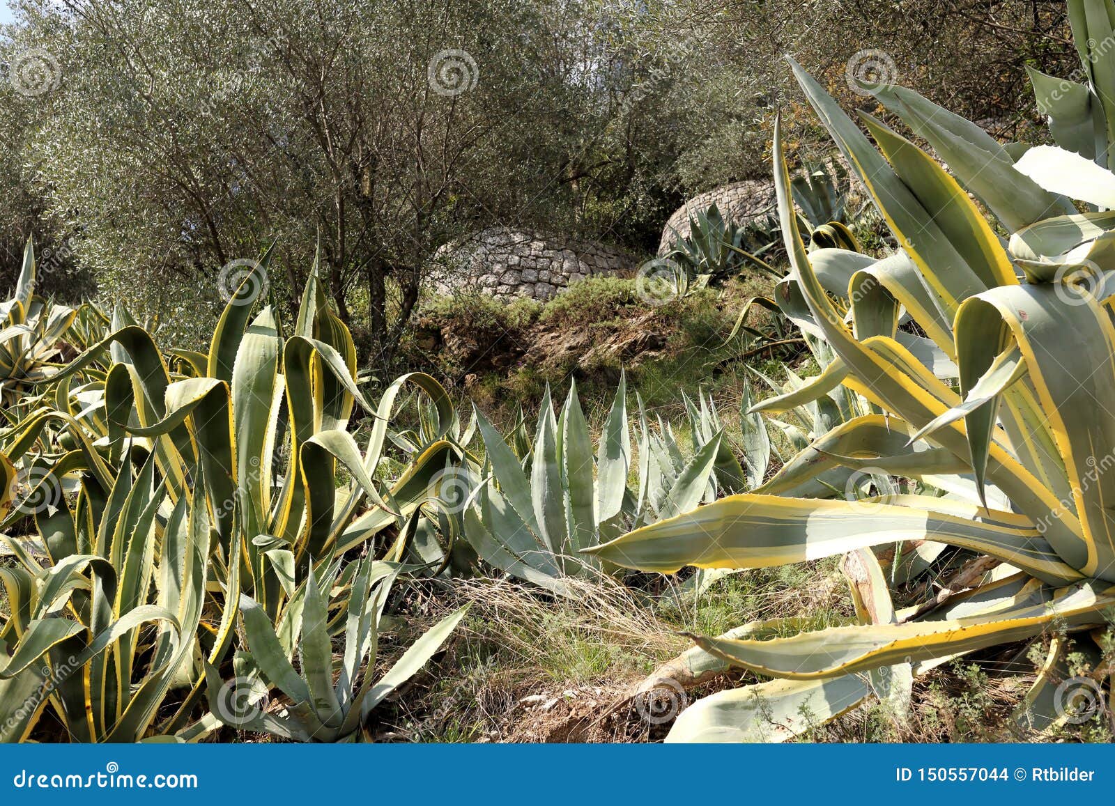Some big agave plants stock photo. Image of agriculture - 150557044