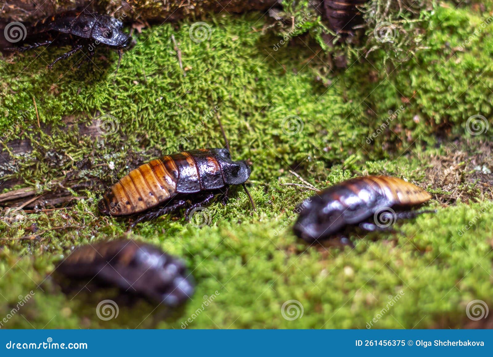 A Some Big Cockroach Sits on the Moss in Close-up Stock Image - Image ...