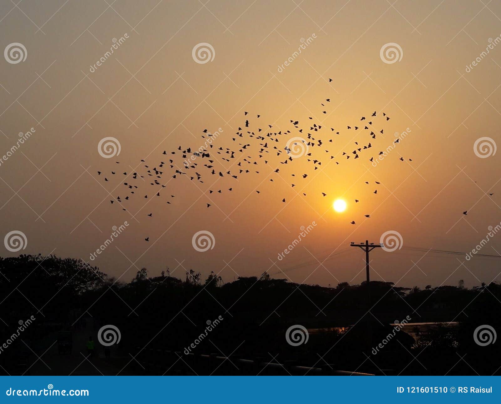 Bird flyig in sky, stock photo. Image of flying, birth - 121601510