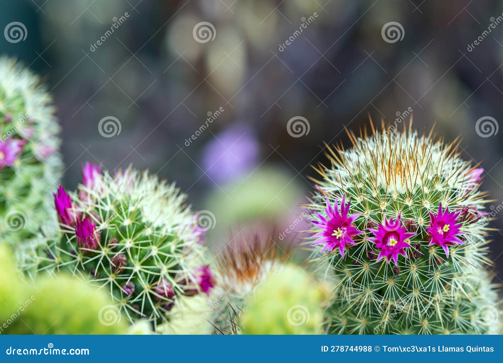 Some Blooming Cacti Full of Many Thin and Sharp Spikes Stock Photo ...