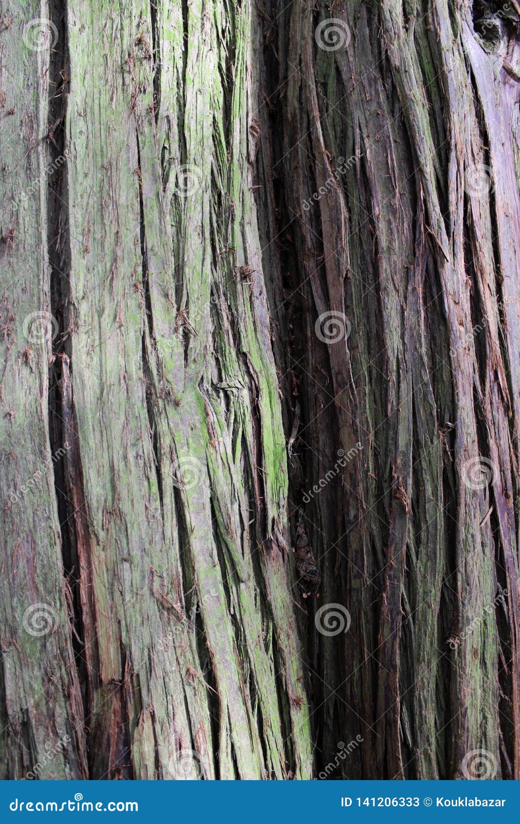 Some bole of pine-trees stock image. Image of pinetrees - 141206333