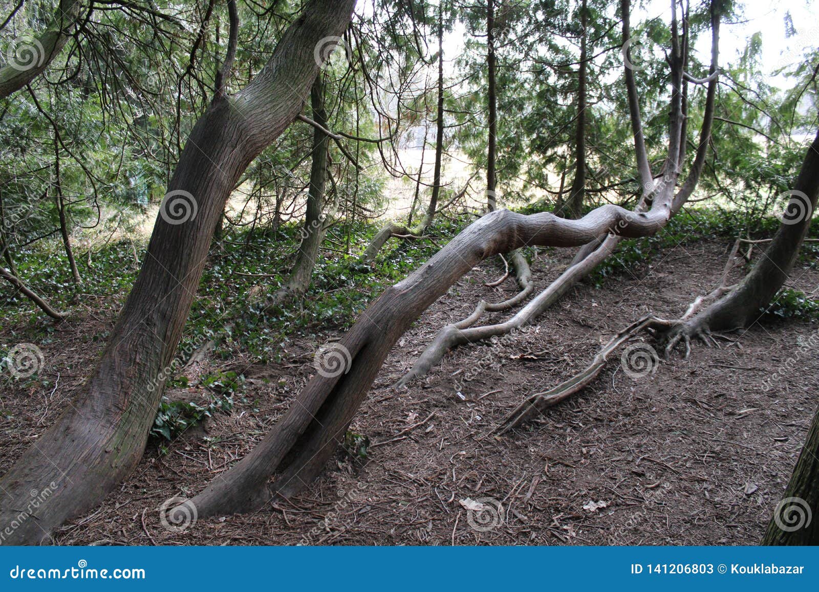 Some bole of pine-trees stock image. Image of hungary - 141206803