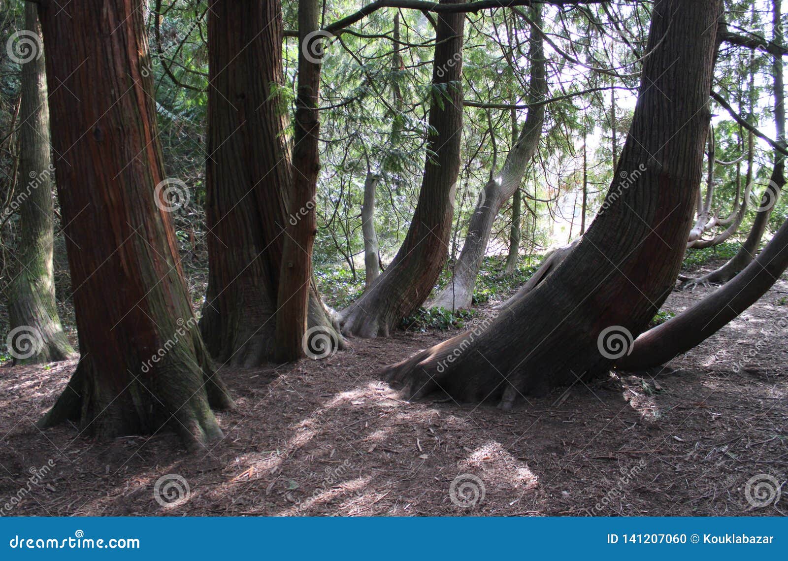 Some bole of pine-trees stock photo. Image of pinewood - 141207060