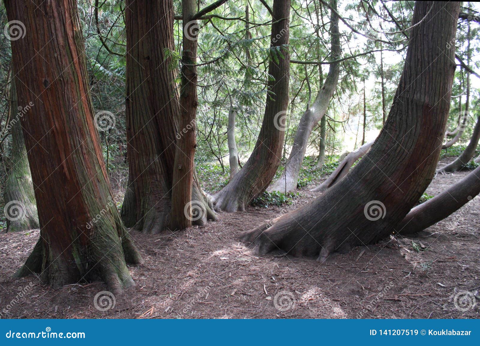 Some bole of pine-trees stock image. Image of nature - 141207519