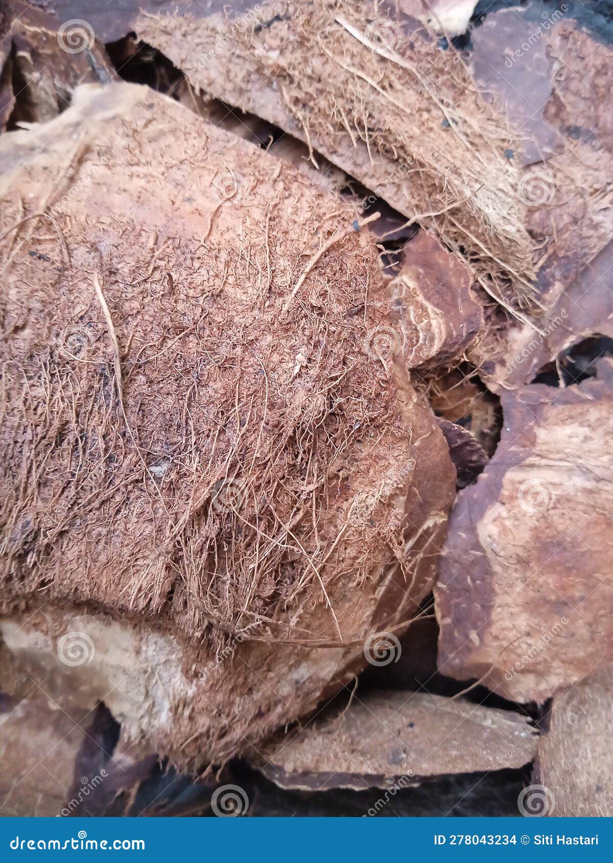 Some Brown Coconut Shells with Fiber on Them Stock Photo - Image of ...