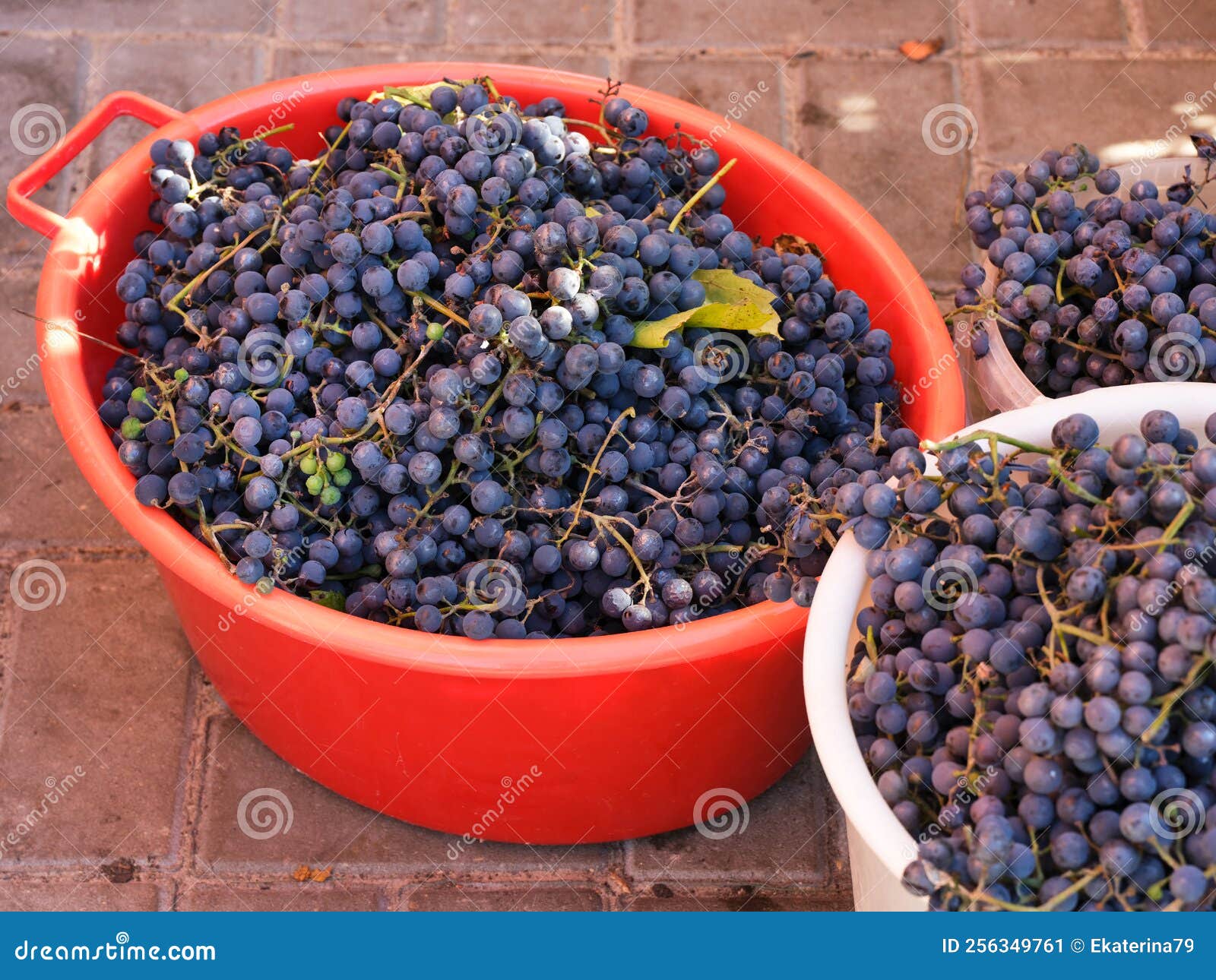 Some Buckets Full of Fresh Harvested Blue Grapes Stock Image - Image of ...