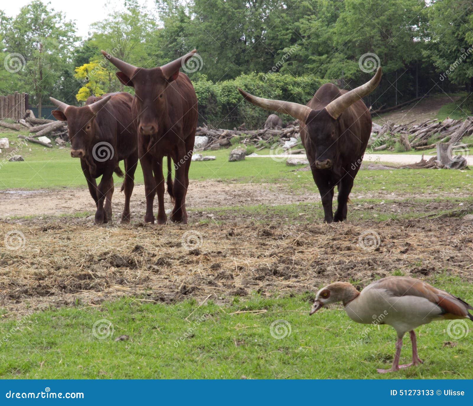 Some bull stock image. Image of farm, arena, brangus - 51273133