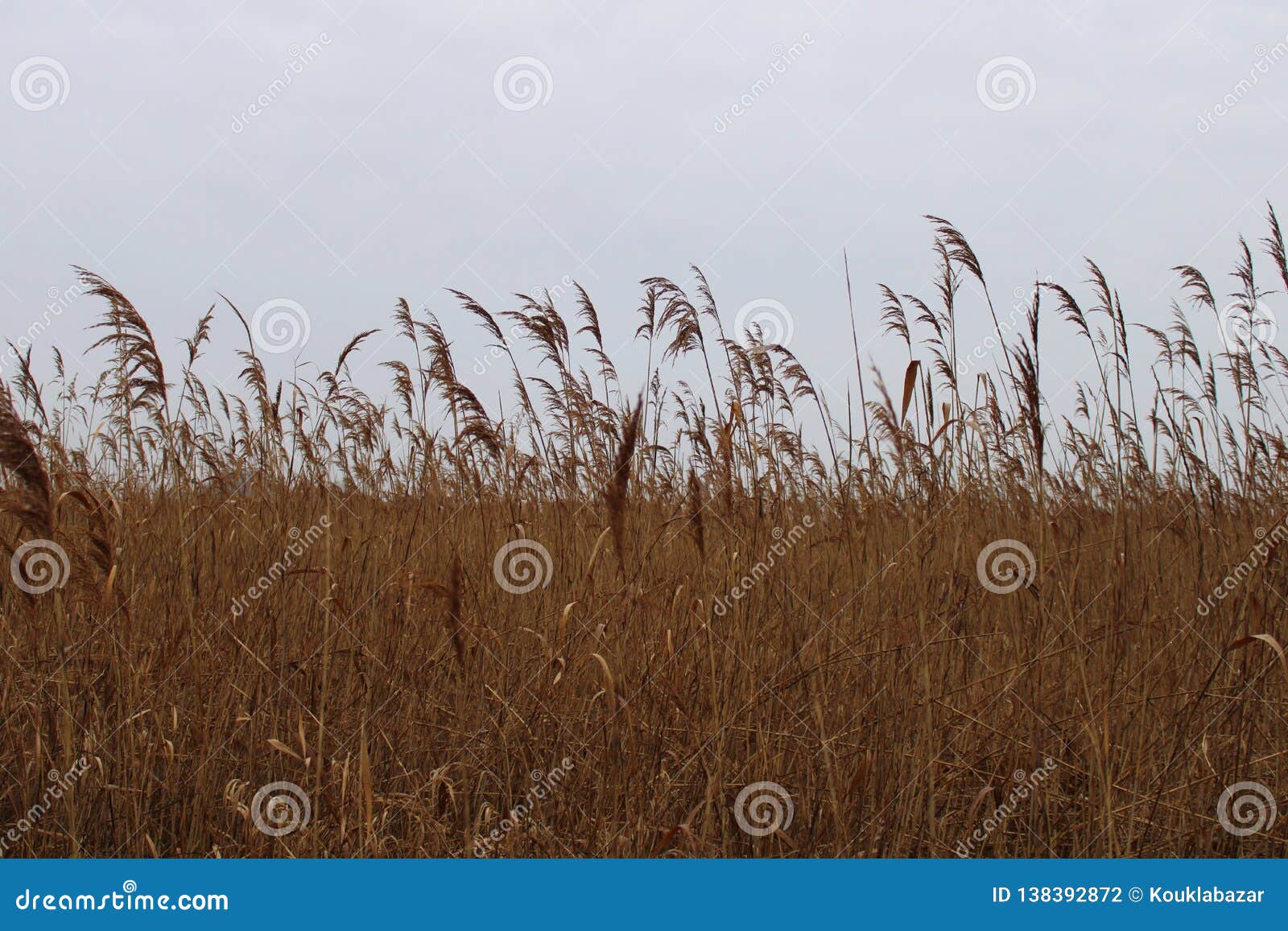 Some canes on a filed stock photo. Image of lake, filed - 138392872
