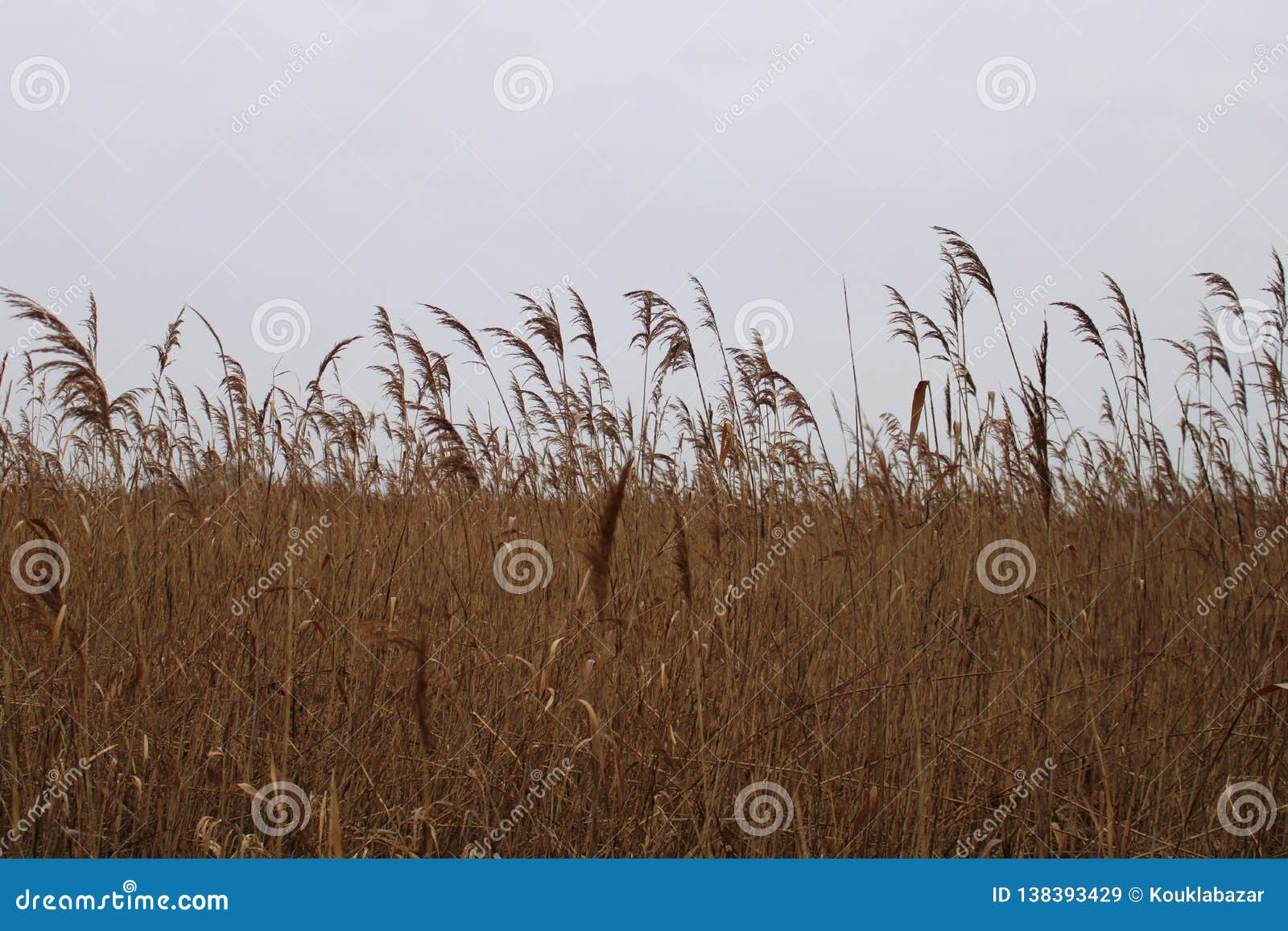 Some canes on a filed stock image. Image of nautre, lake - 138393429