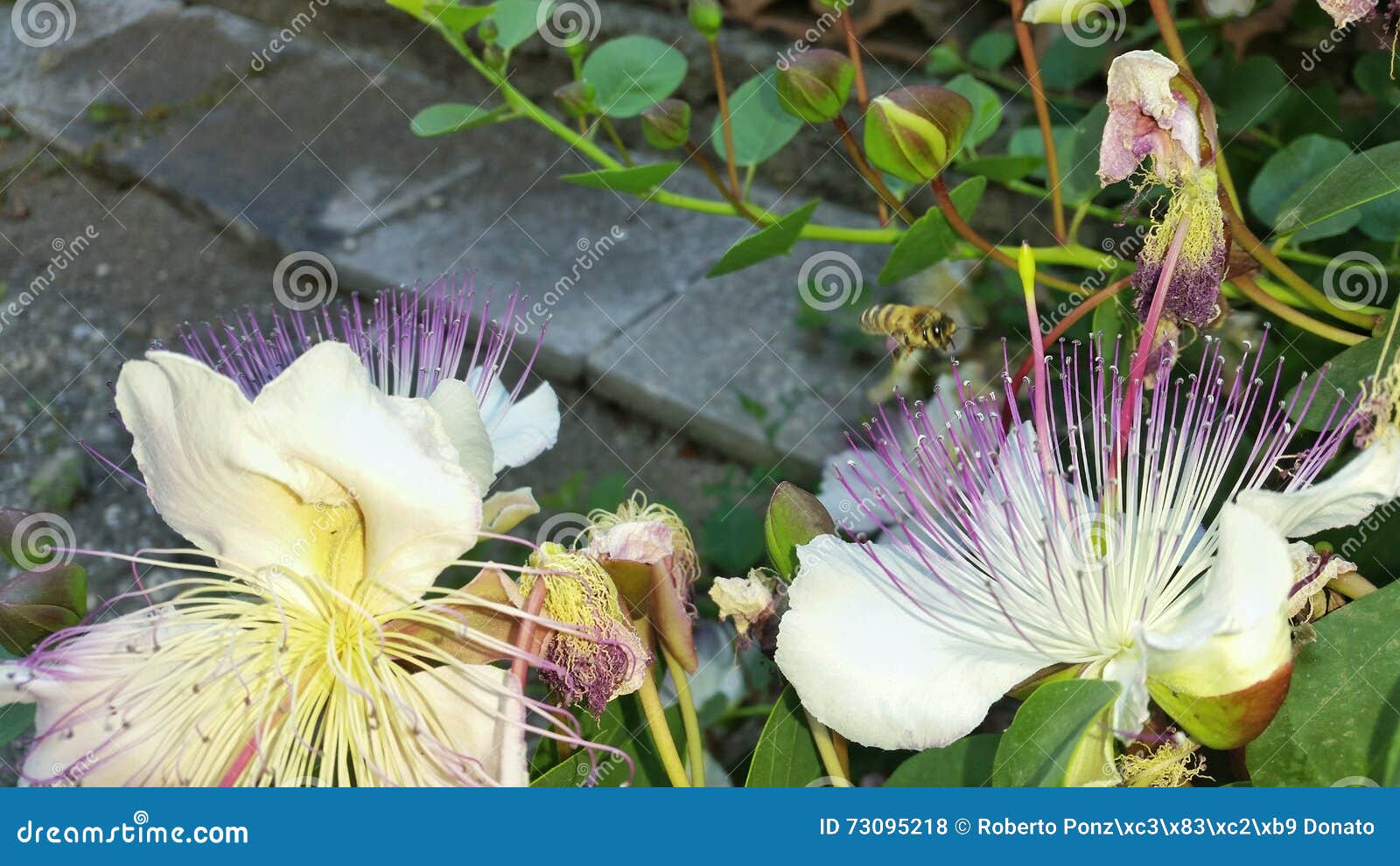 Some Caper Flowers in the Garden and a Bee Stock Photo - Image of ...