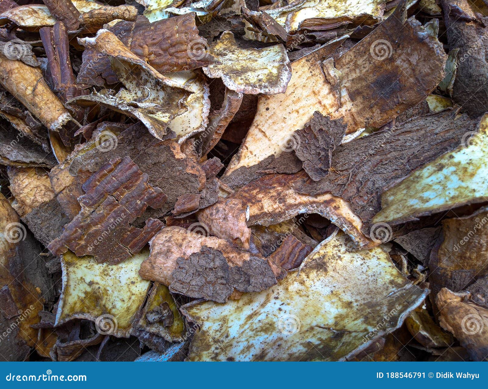 Some Cassava Peels are Still Wet and Freshly Dried Stock Image - Image ...