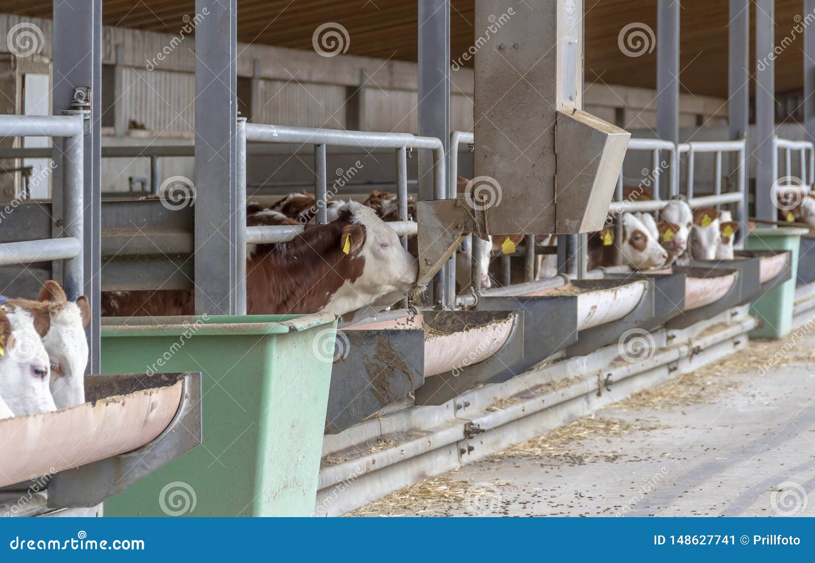 Some cattle in a stable stock image. Image of food, herd - 148627741