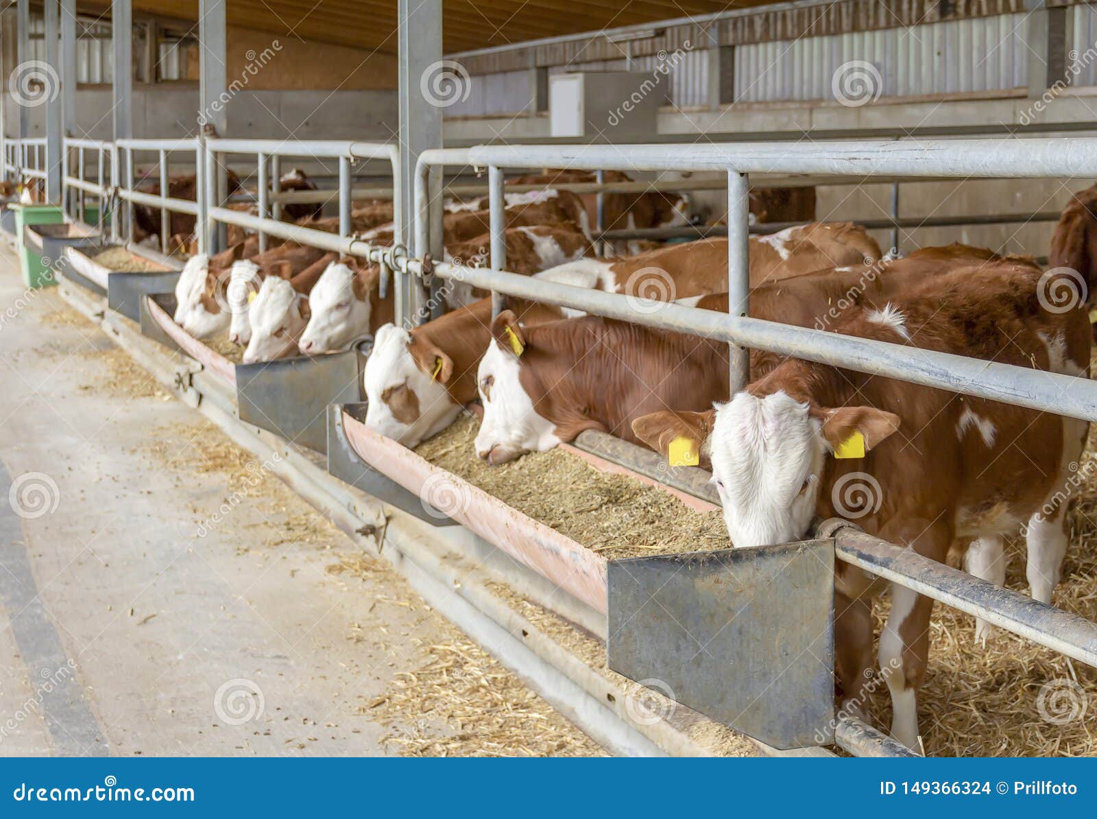 Some cattle in a stable stock photo. Image of beef, feed - 149366324