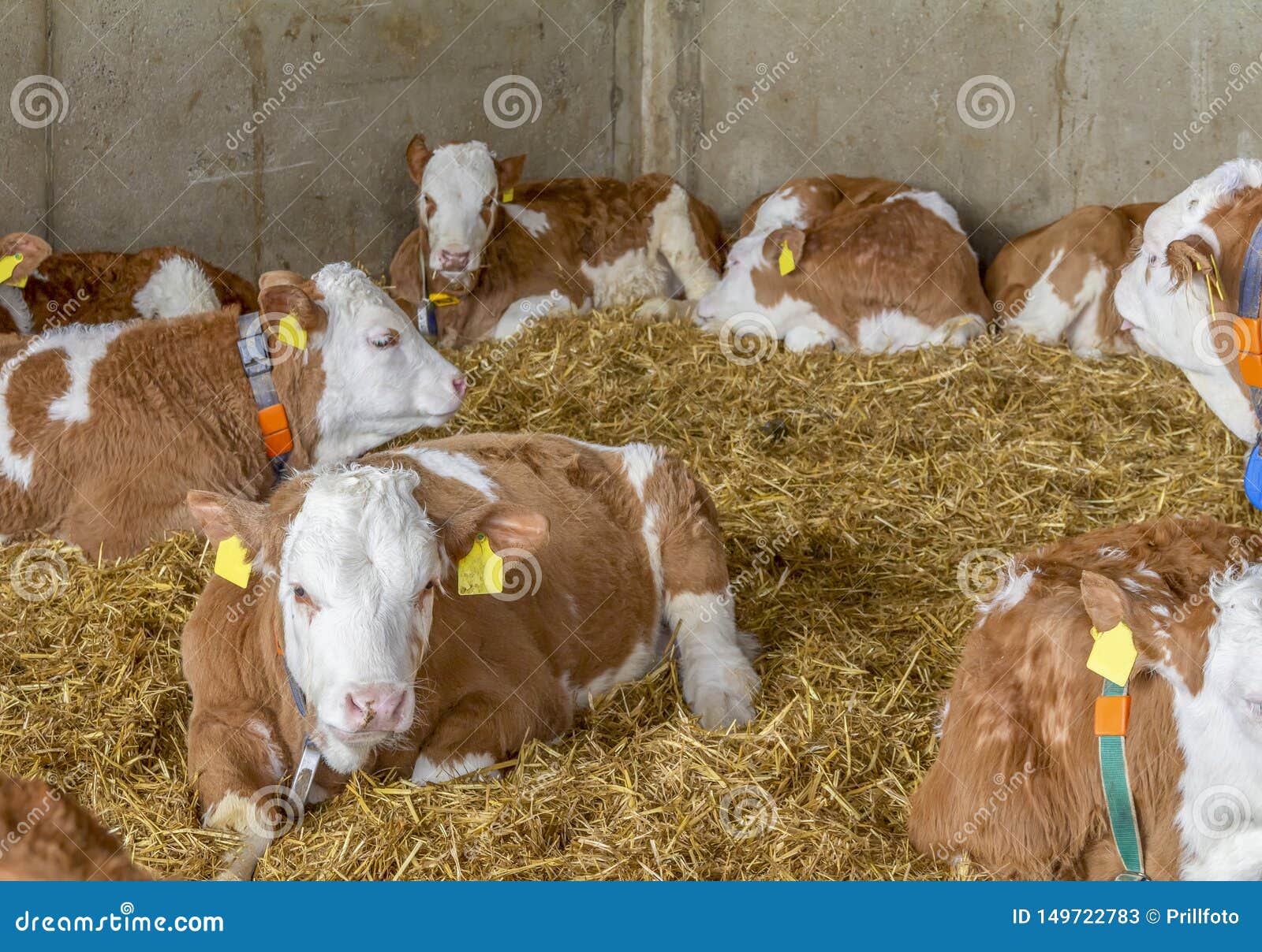 Some cattle in a stable stock image. Image of cattle - 149722783