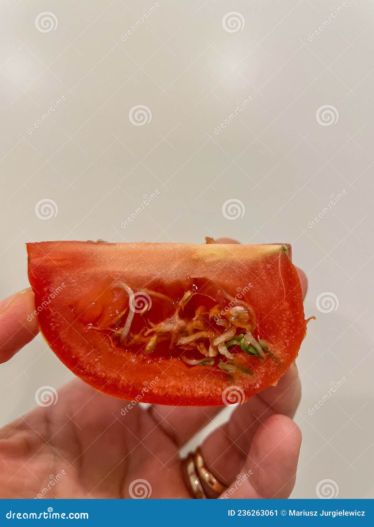 Sprouted tomato stock image. Image of delicious, growth - 236263061