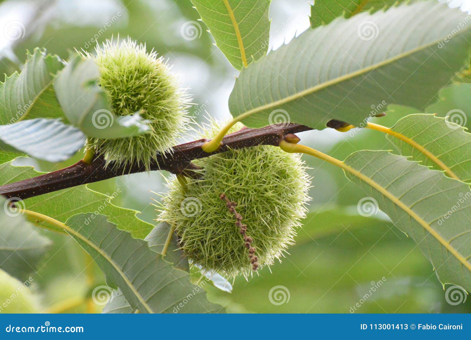 Chestnut Hedgehogs on a Chestnut Tree Stock Image - Image of nature ...