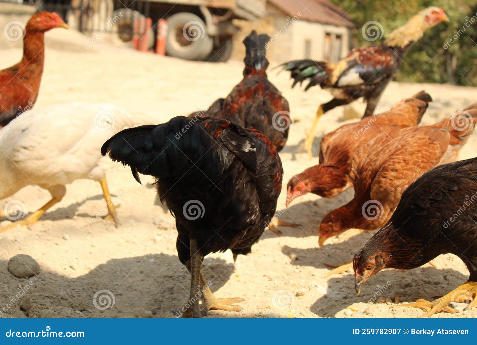 Some Chicken Feeding Up with Some Corn Seeds Stock Image - Image of ...