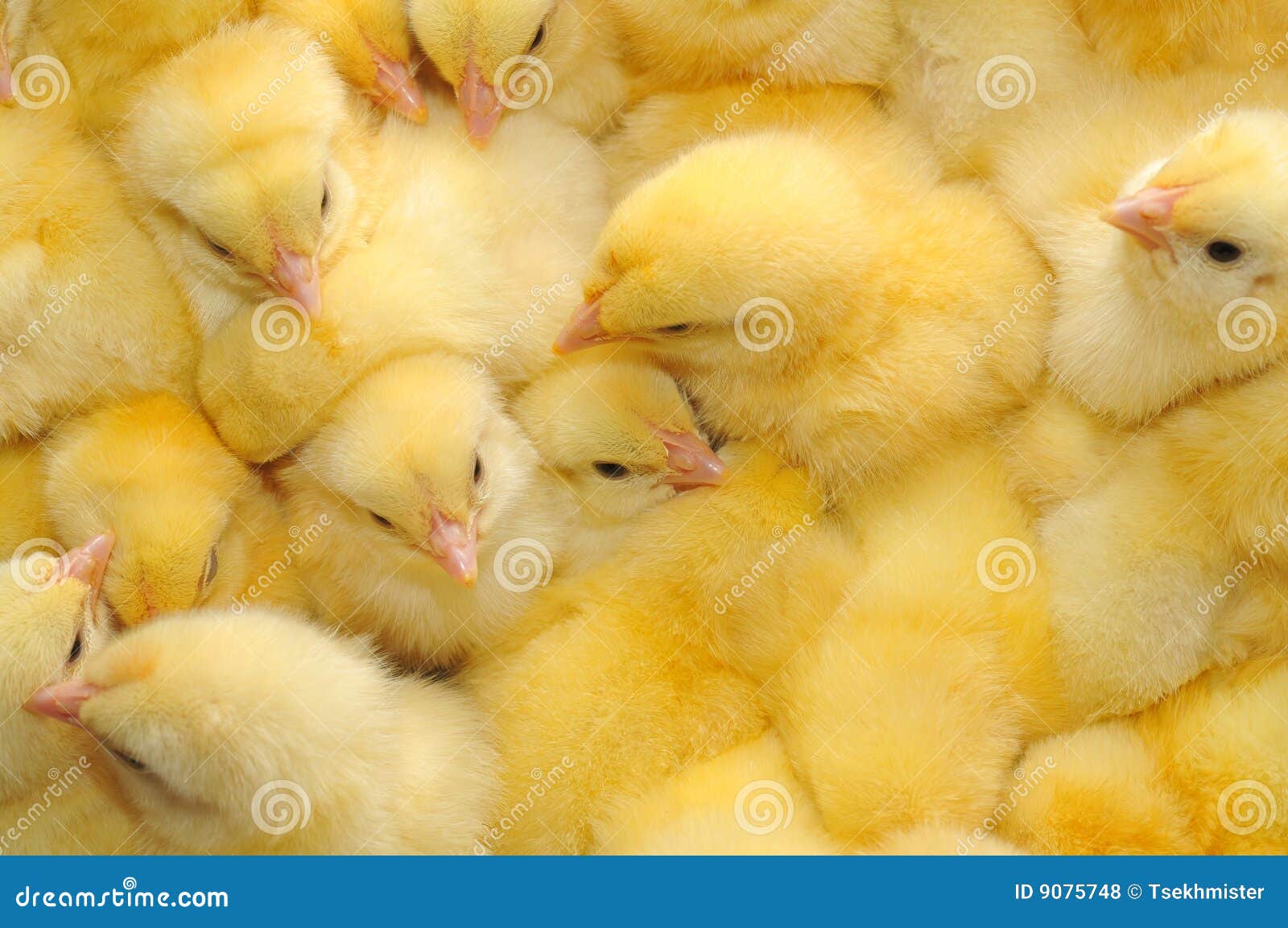 Some chickens stock photo. Image of yellow, animal, bird - 9075748