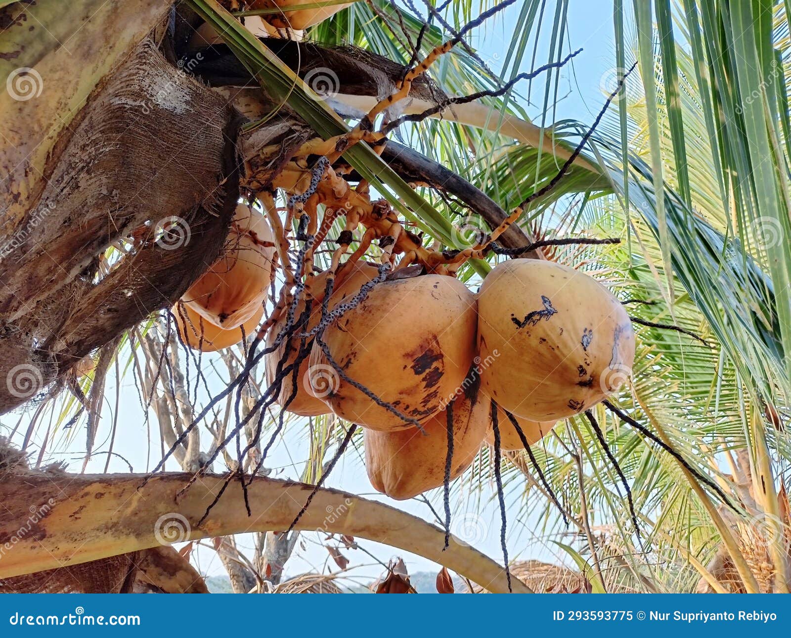 Some Coconuts Over A Wood Table In A Paradise Island. Royalty-Free ...