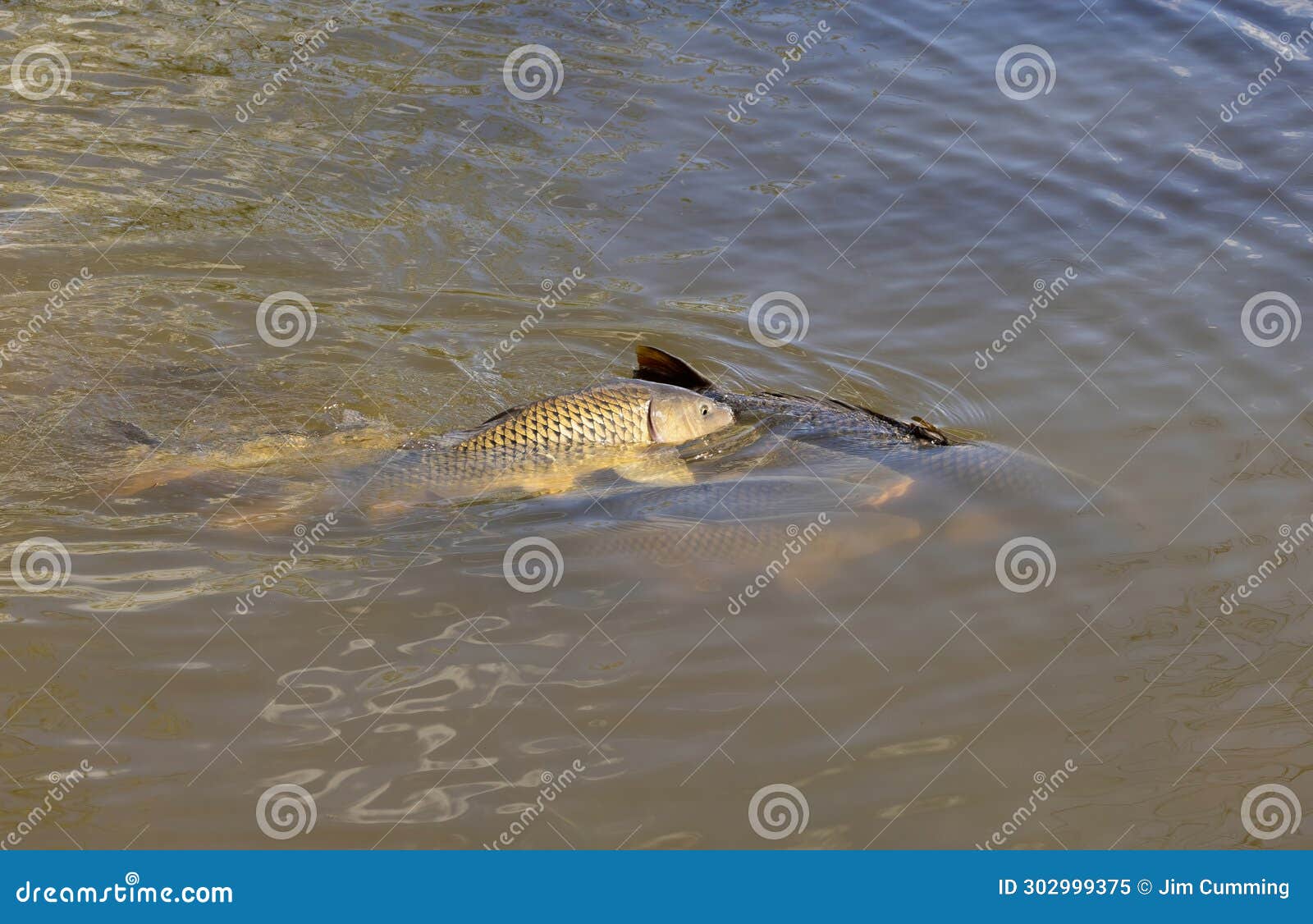 Common Carp Swimming and Spawning in a Flooded Farm Field in Spring ...