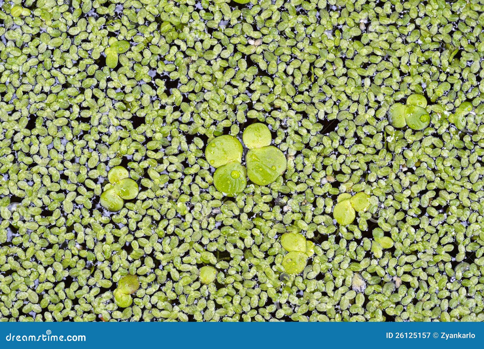 Some common duckweed stock image. Image of common, lemna - 26125157