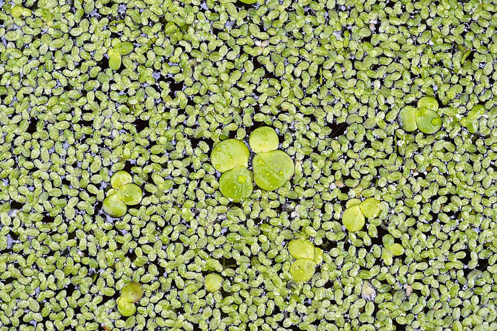 Some common duckweed stock image. Image of common, lemna - 26125157