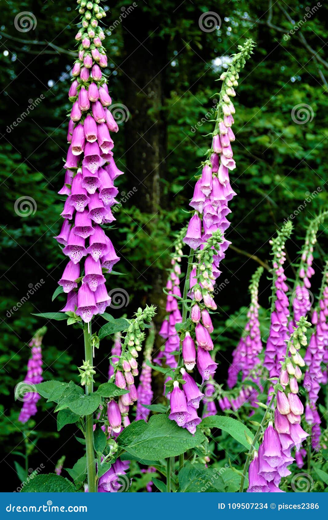 Some Common Foxgloves Blooming in the Forest Stock Photo - Image of ...