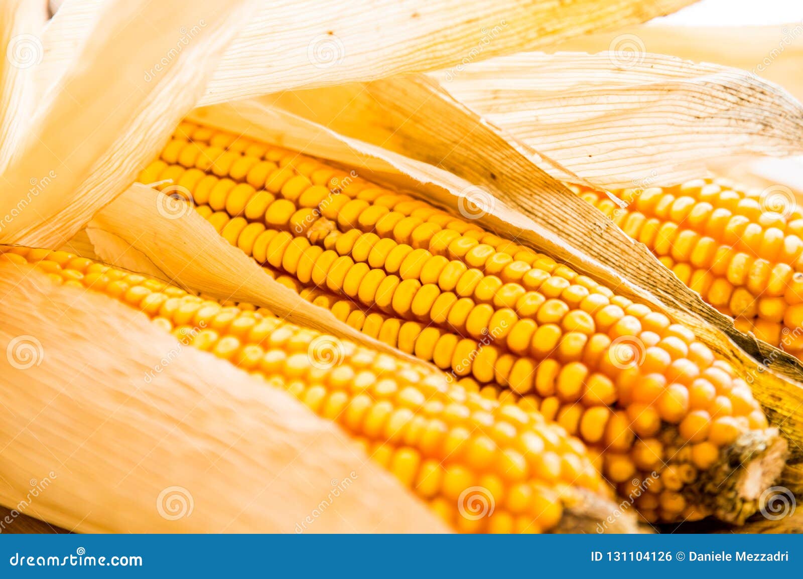 Corn, cob, cereal, grains stock photo. Image of nutrition - 131104126