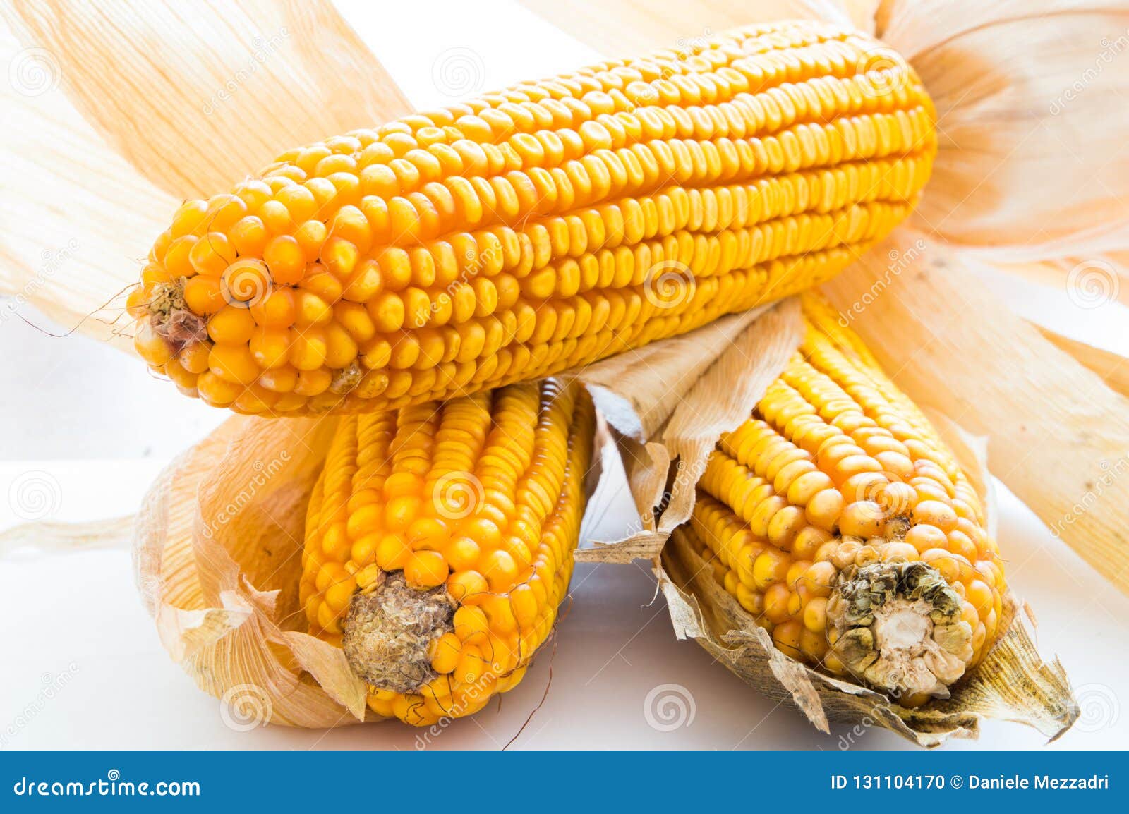 Corn, cob, cereal, grains stock photo. Image of cobs - 131104170