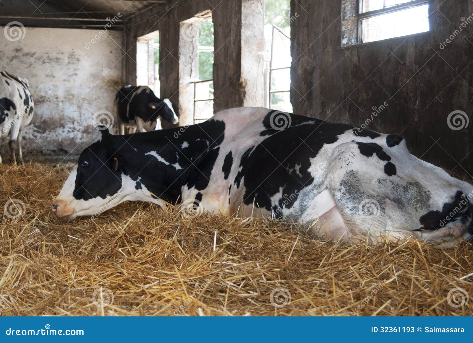 Some cows in a cattleshed stock image. Image of farm - 32361193