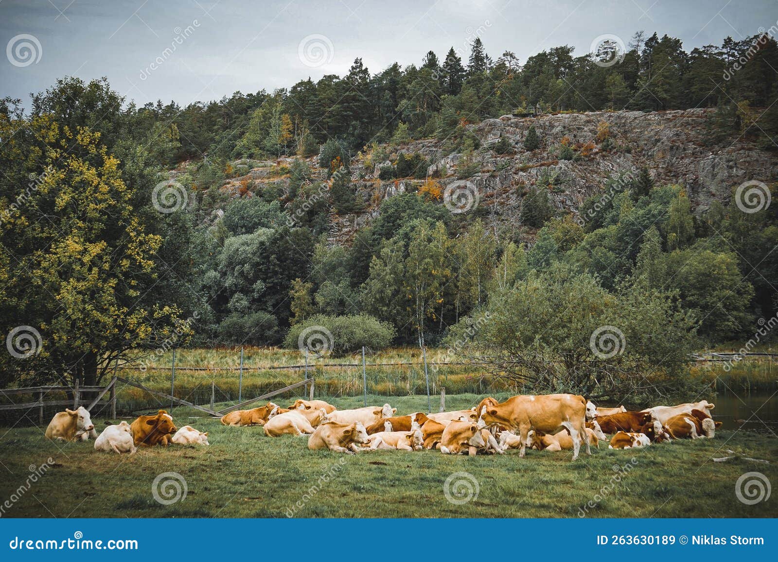 Some Cows on a Field Against Mountain Stock Image - Image of landscape ...