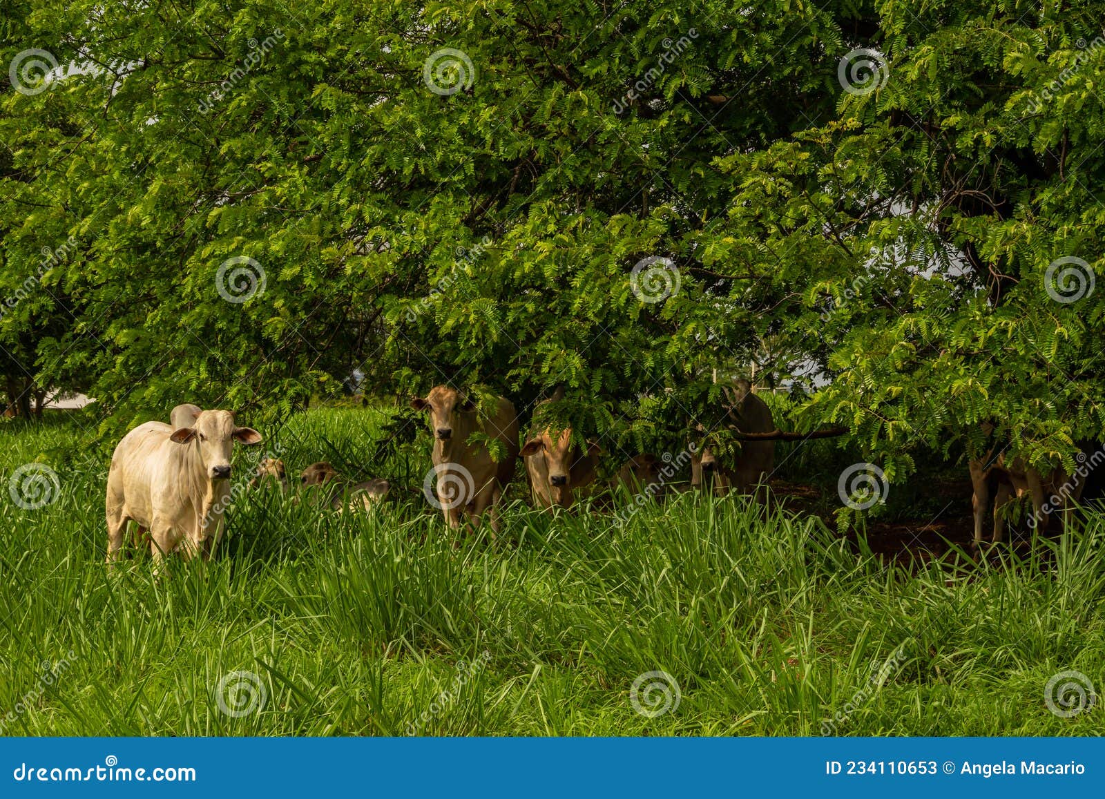 Some Cows Resting in the Shade of a Tree. Stock Image - Image of nature ...