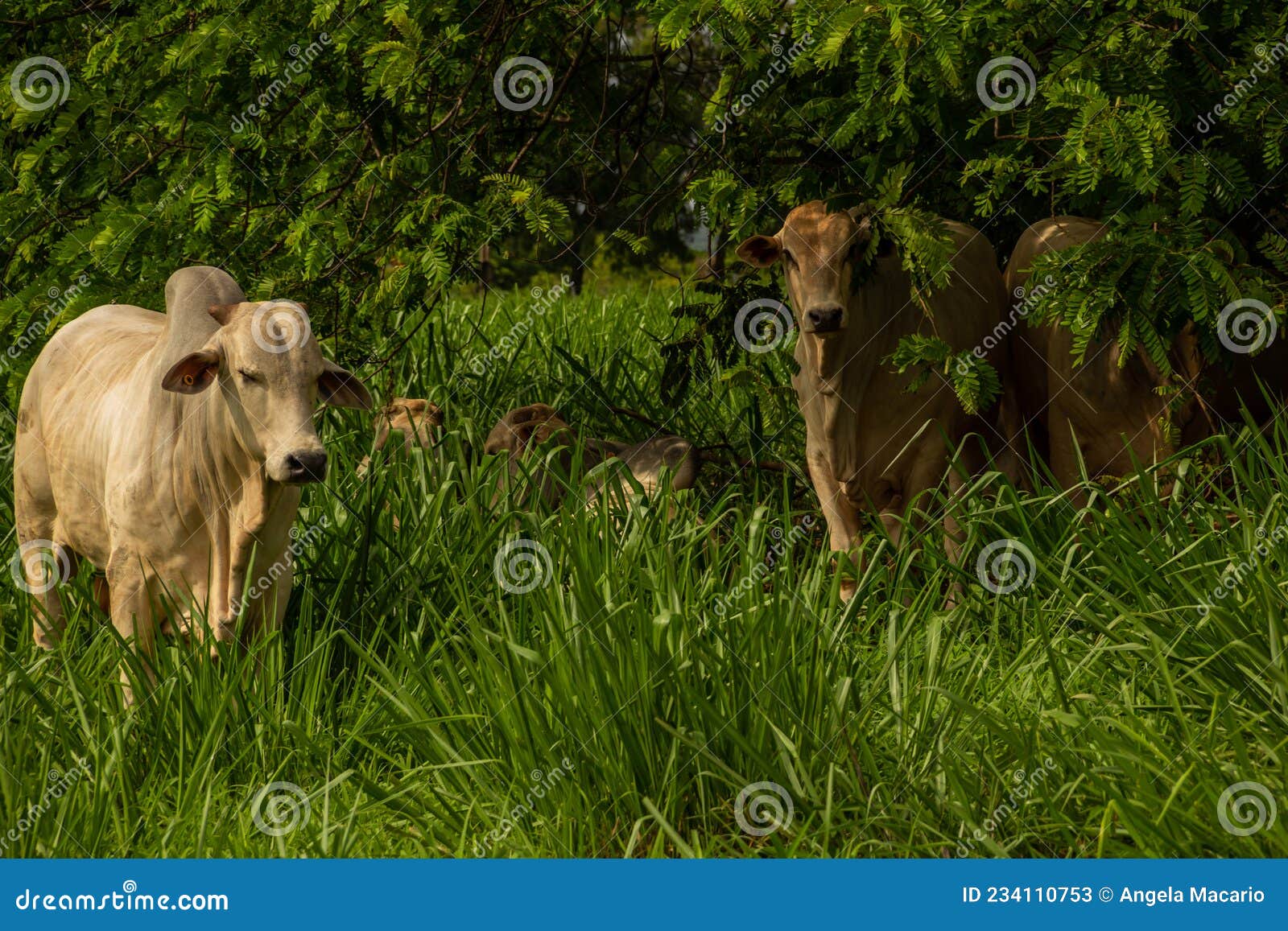 Some Cows Resting in the Shade of a Tree. Stock Image - Image of green ...