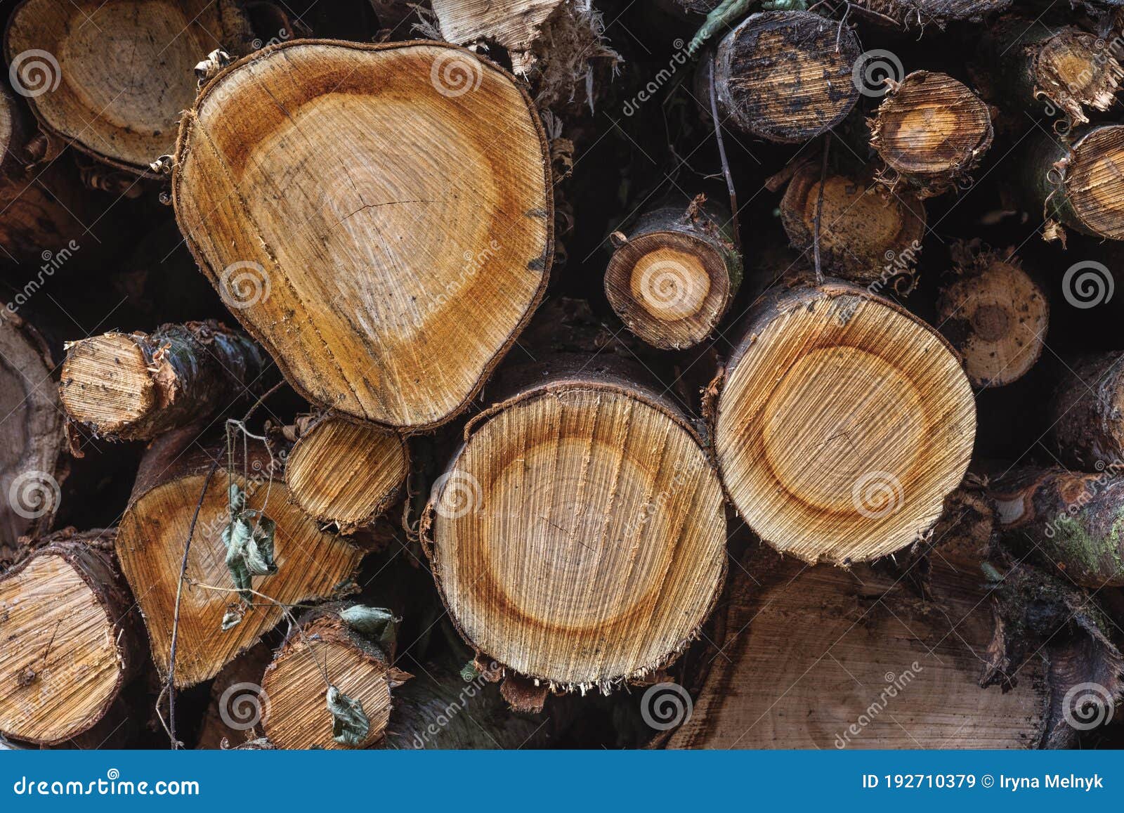 Some Cross Sections of a Tree Trunks Stock Image - Image of isolated ...