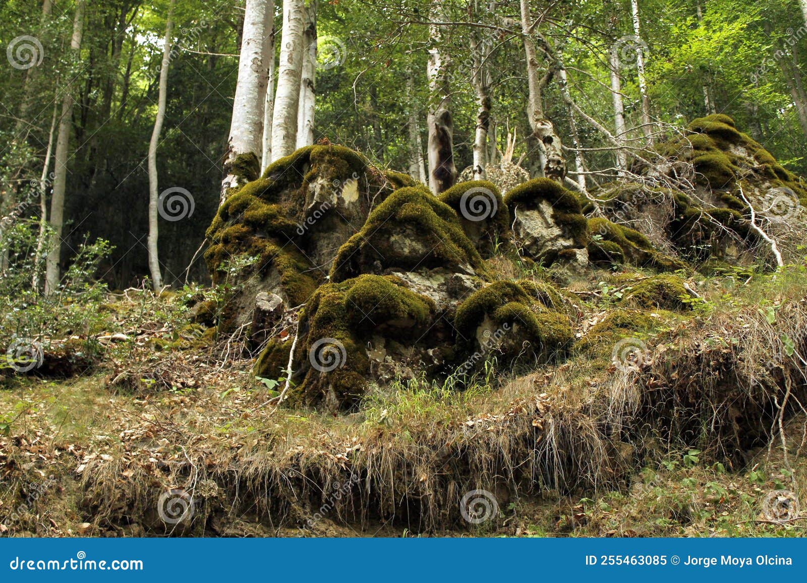 Some Curious Rock and Roots Formations in the Forest Covered with Moss ...