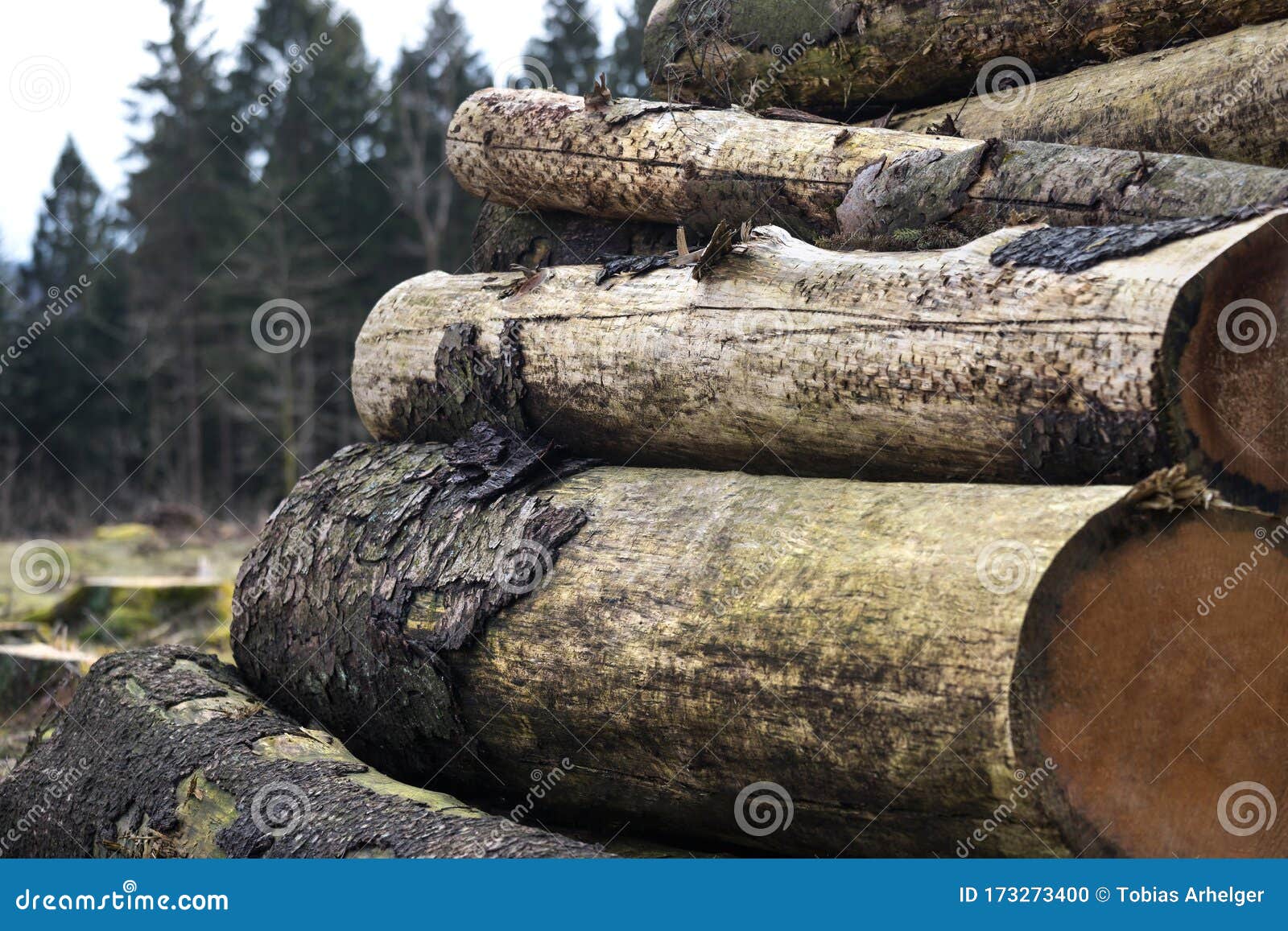 Cut Trees with Harvester Marks in a Forest Stock Photo - Image of ...