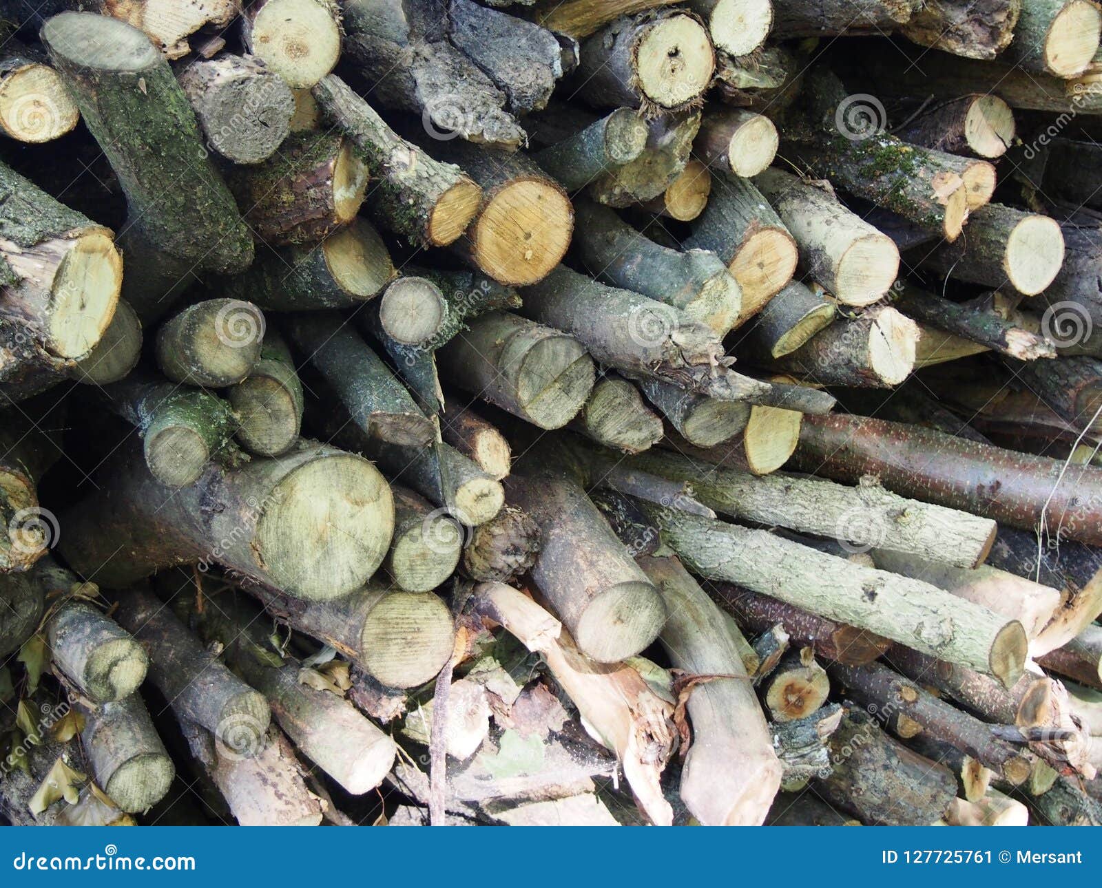 Some cutted wood stock image. Image of woods, winter - 127725761